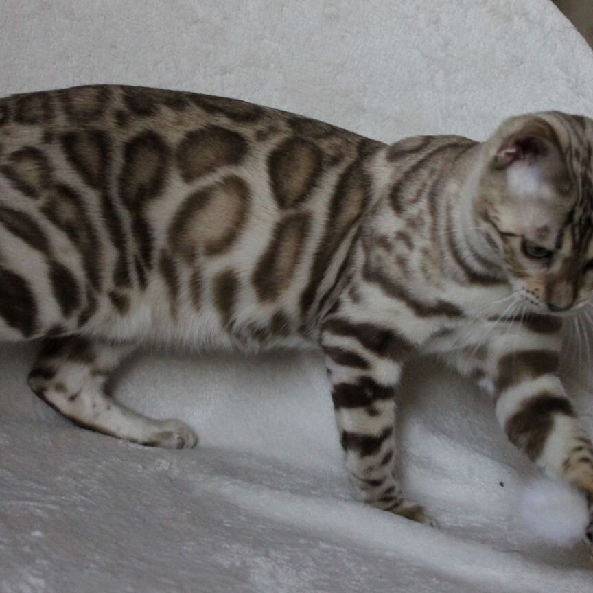 Бенгальская кошка