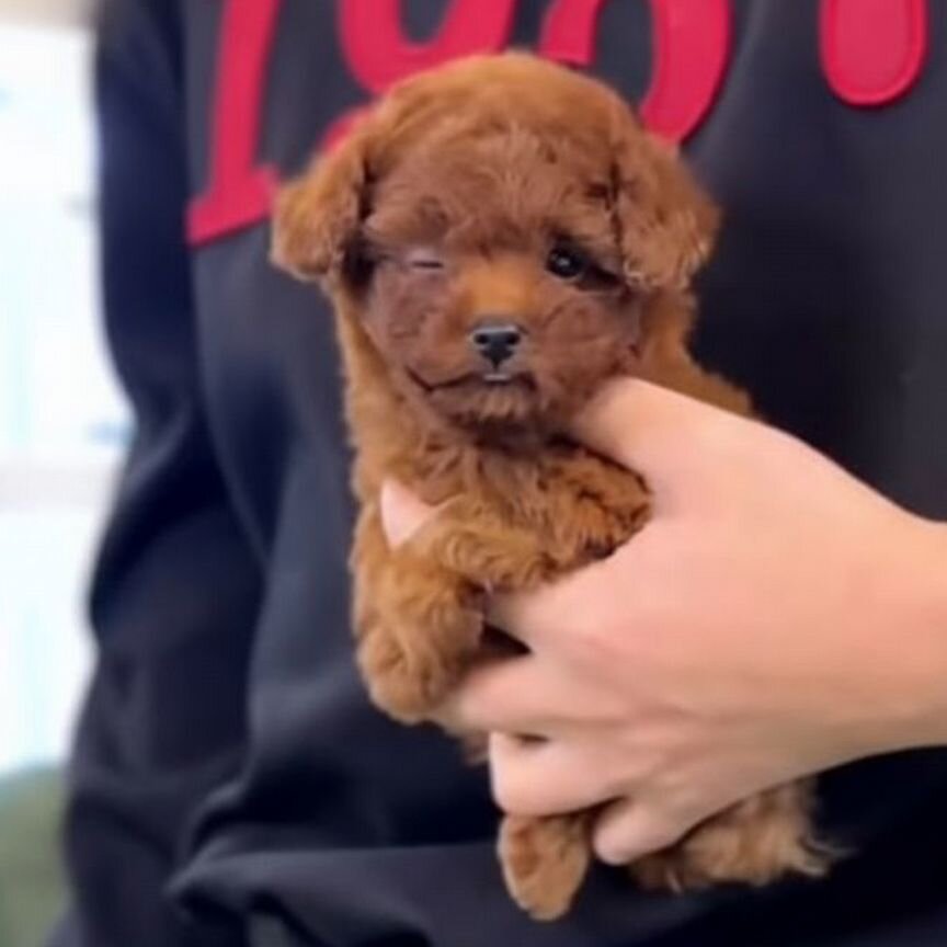 Мальтипу, щенок