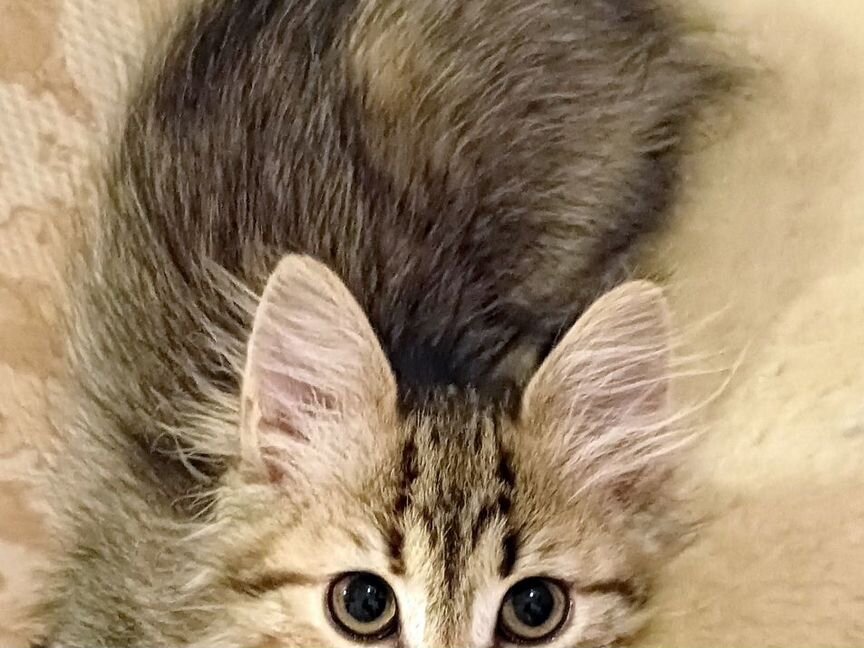 Новогодняя Бусинка Невская Радость