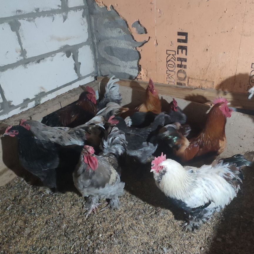 Молодые петухи