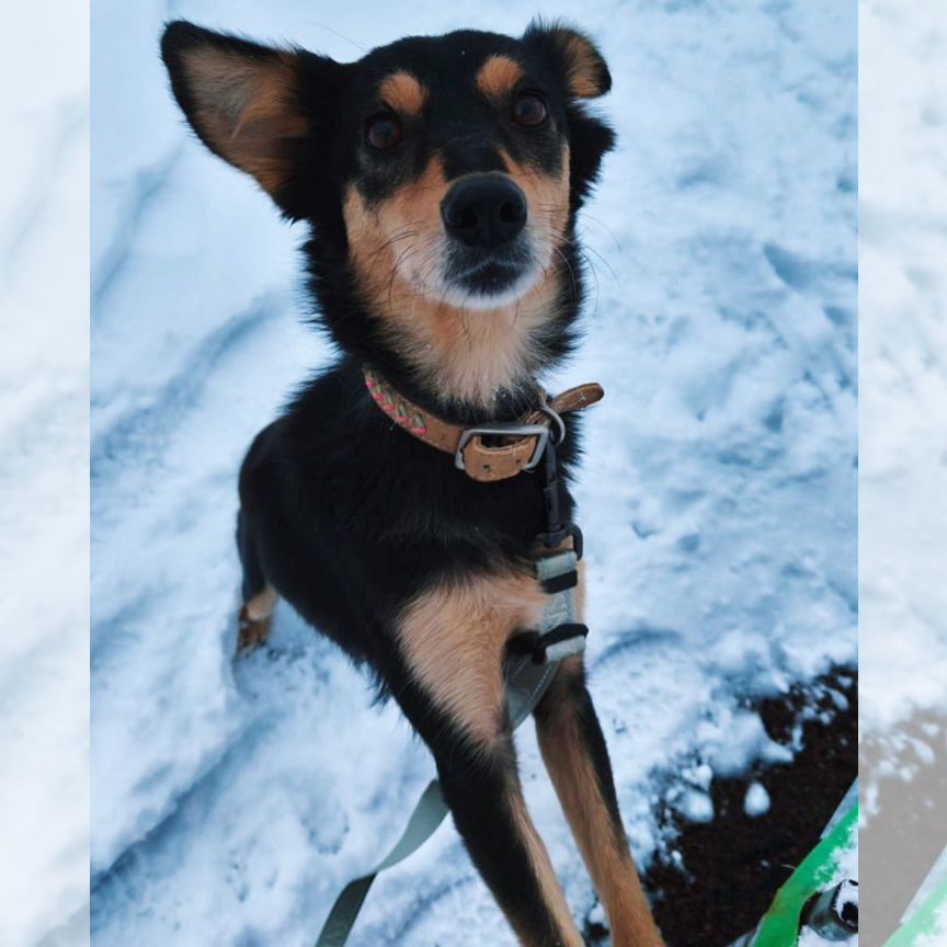 Взрослая собака в добрые руки