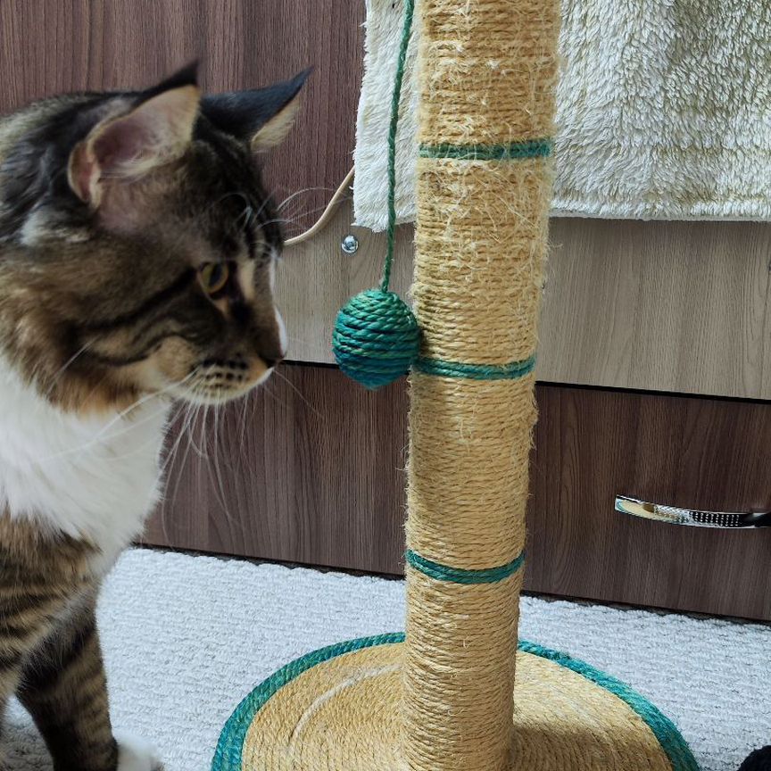 Когтеточка бу