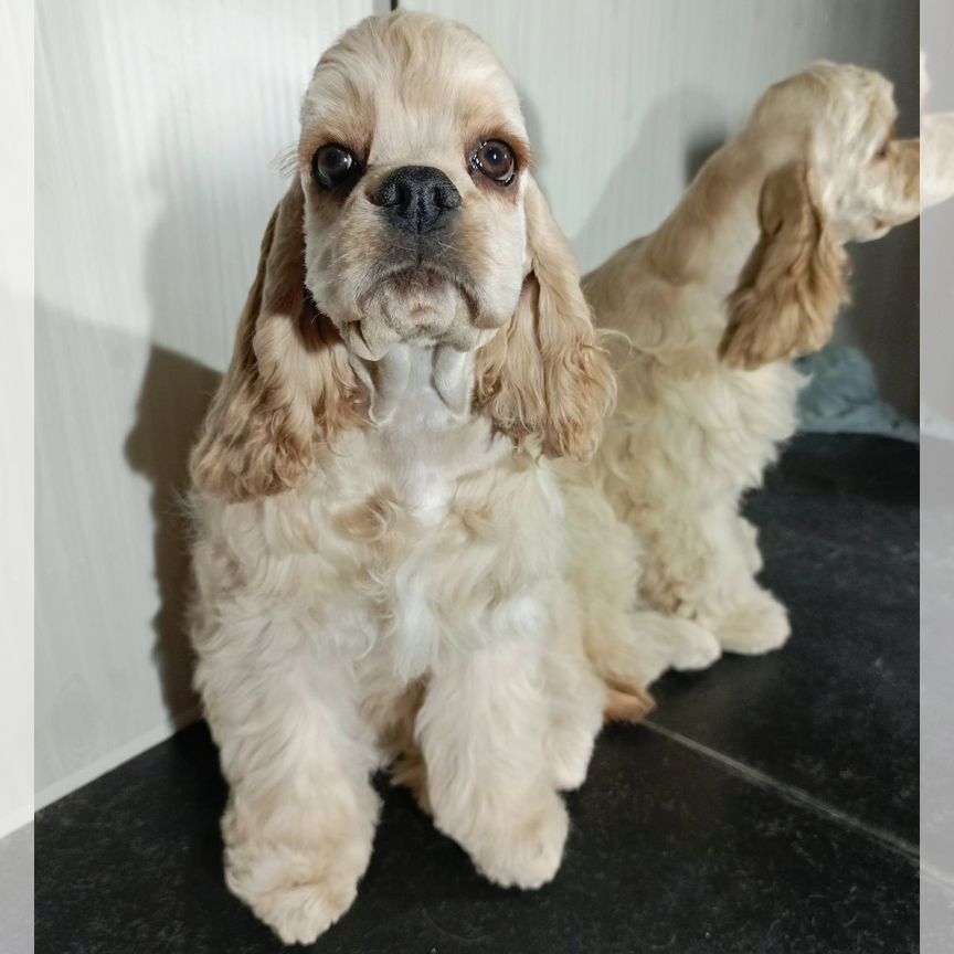 Американский кокер-спаниель, щенок