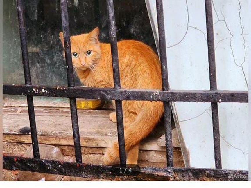 Кошка Рыжик ищет дом