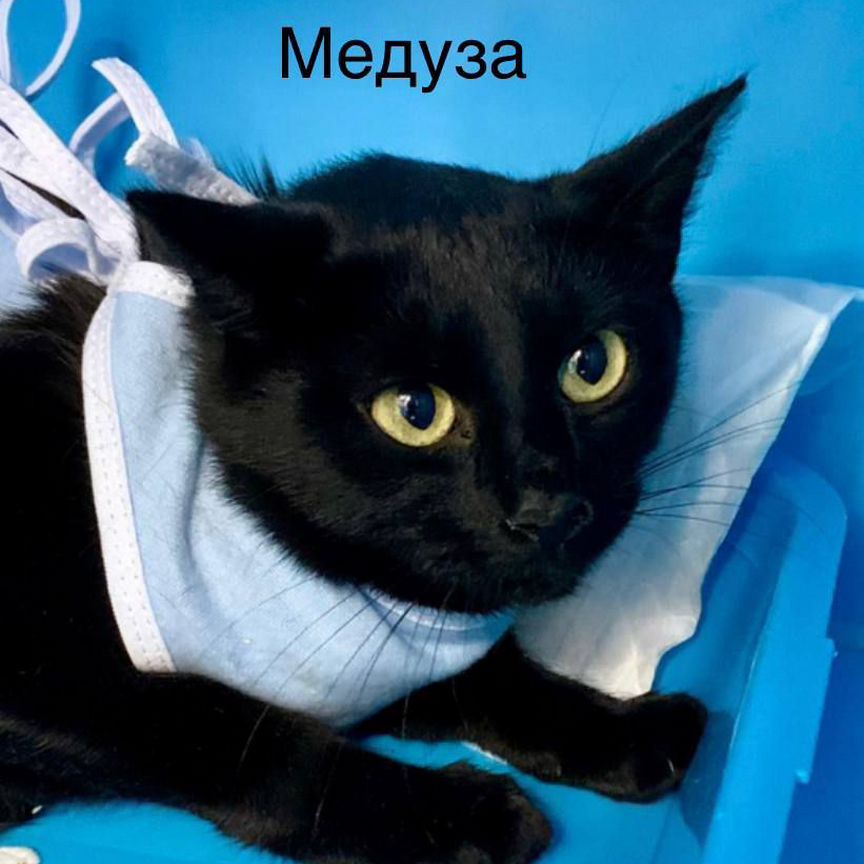 Медуза дайте шанс на дом