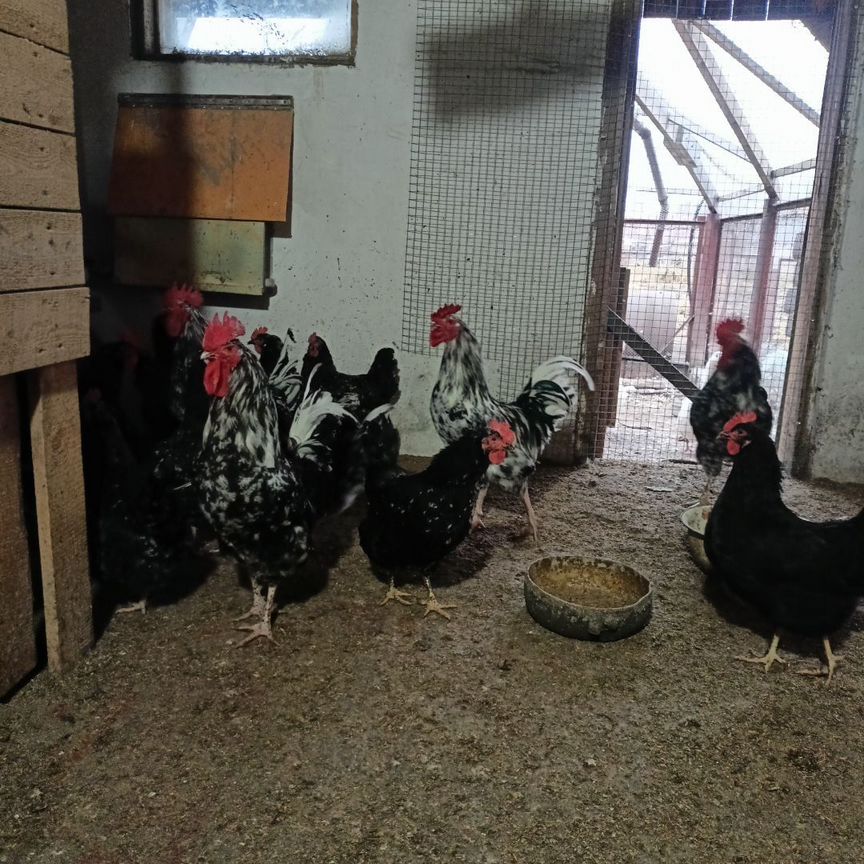 Петух австролорп