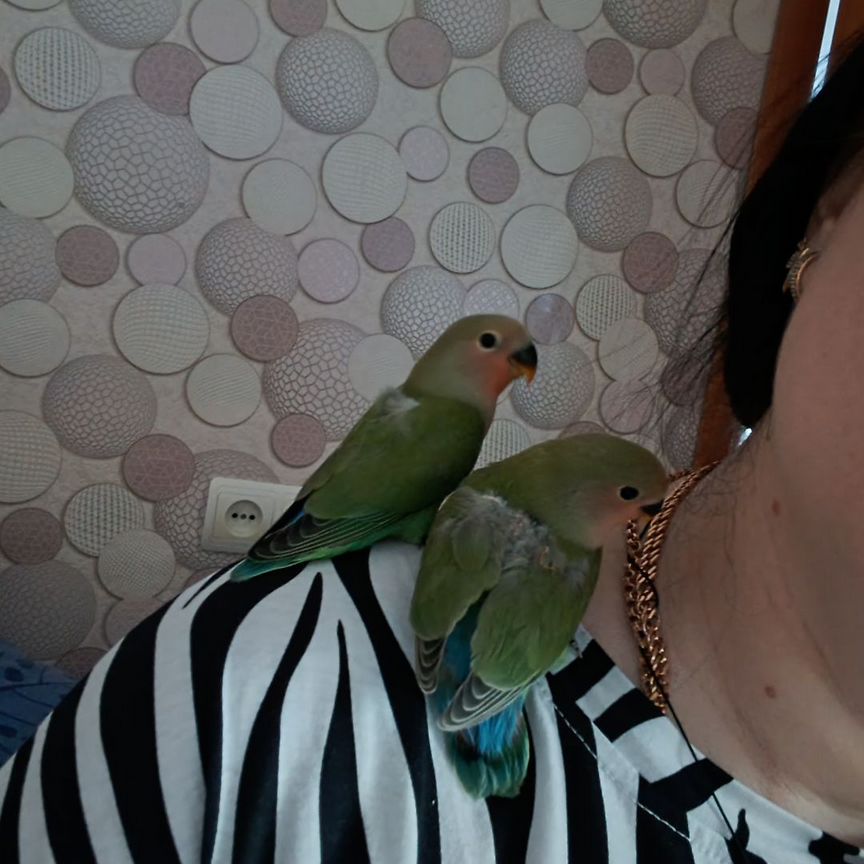 Неразлучники ручные