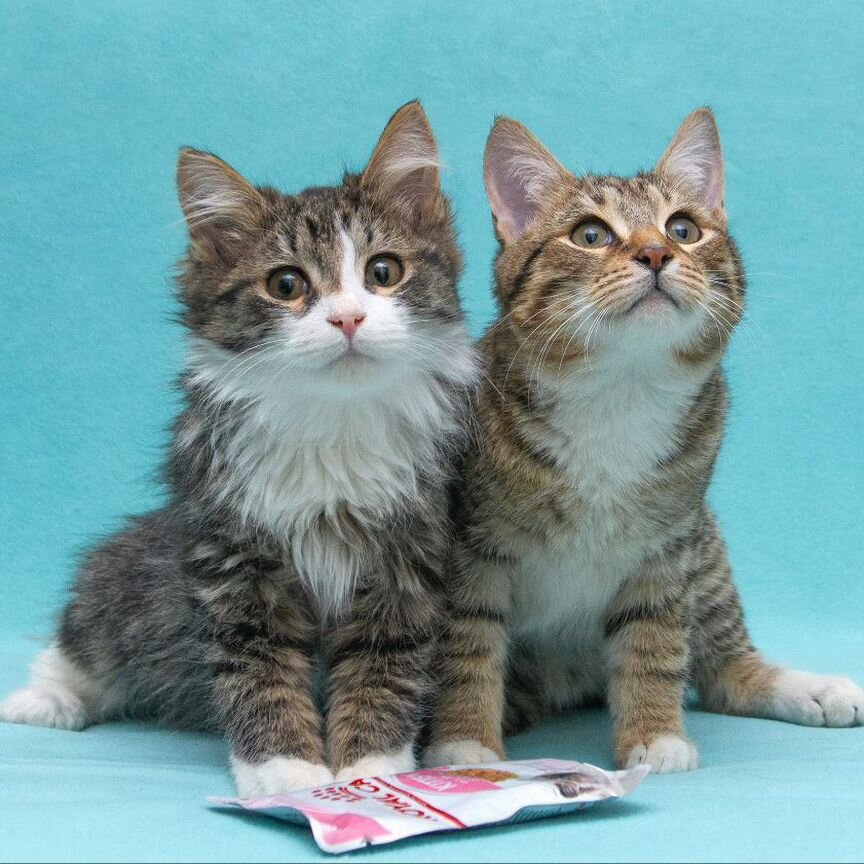 Европейский бурманский котёнок