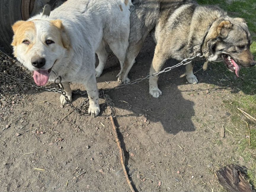 Среднеазиатские алабаи