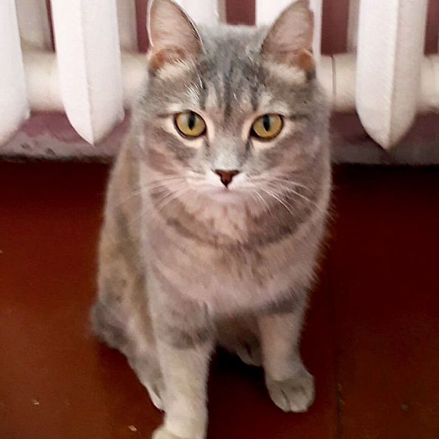 Котёнок кошка 10 месяцев стерилизована