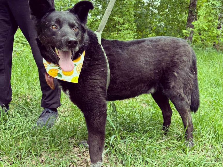 Красавец Грант