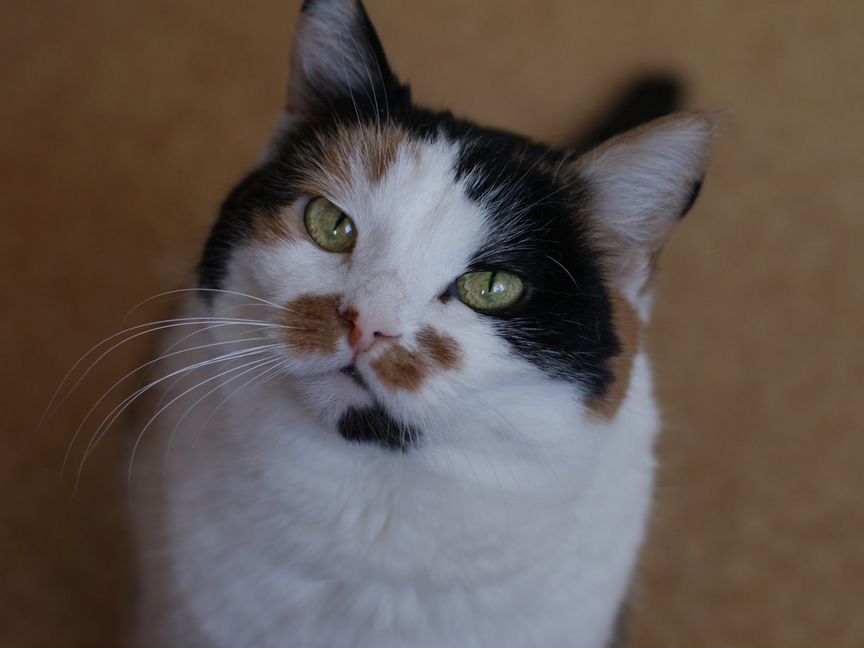 Кошка Фишка