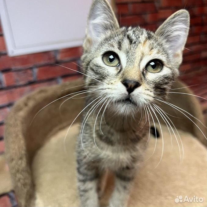 Котенок девочка Полли 3 мес