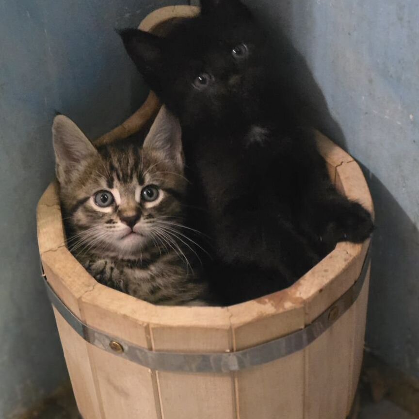 Мейнкунята полукровки