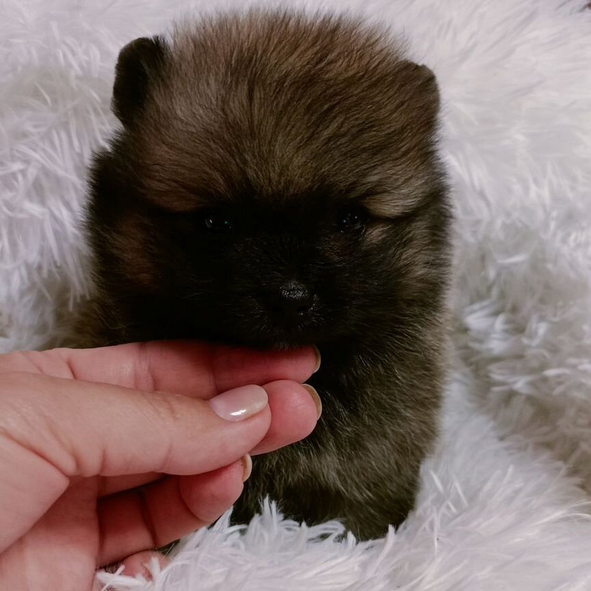 Мимимишка шпиц
