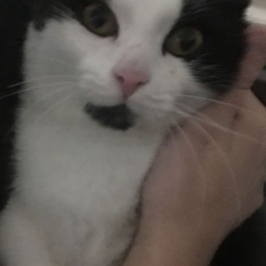 Котик в добрые руки