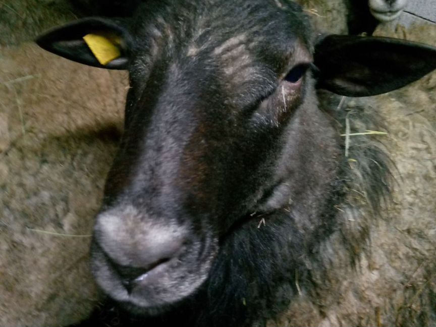 Мясо баранина тушка