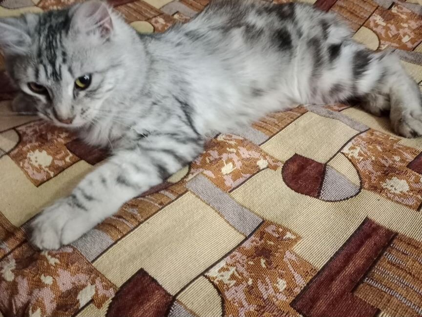 Кошечка курильский бобтейл