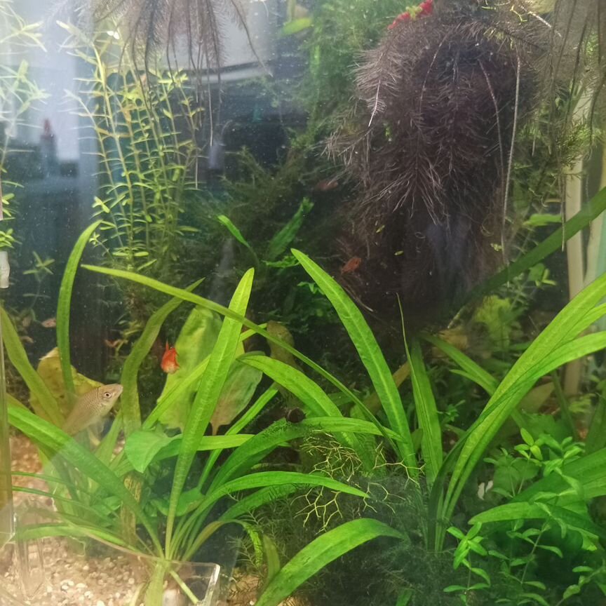 Водяной гиацинт для аквариума или пруда