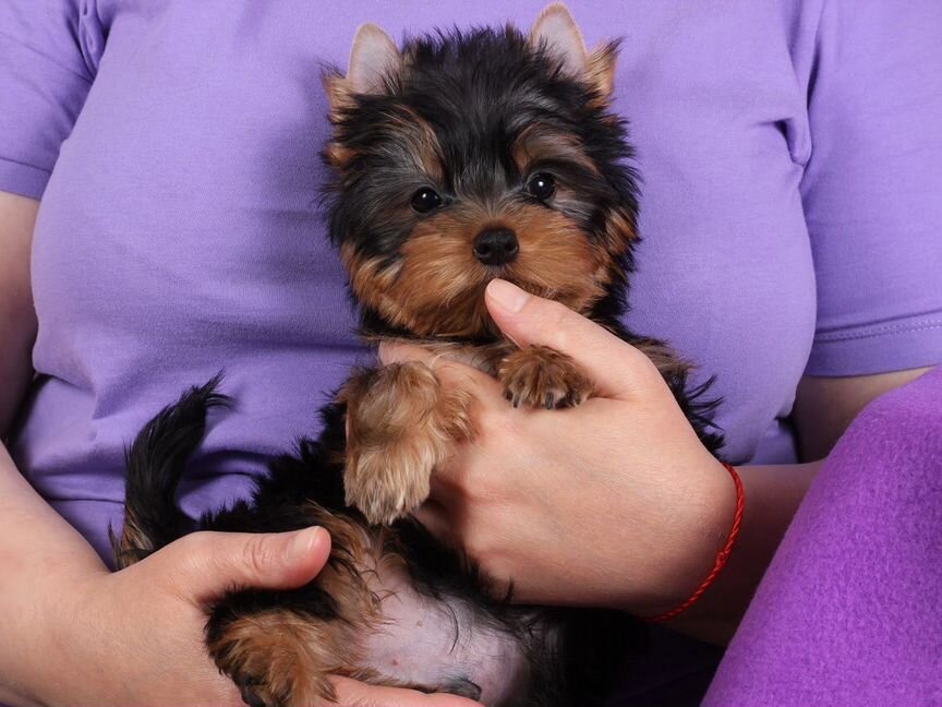 Йоркширский терьер щенки