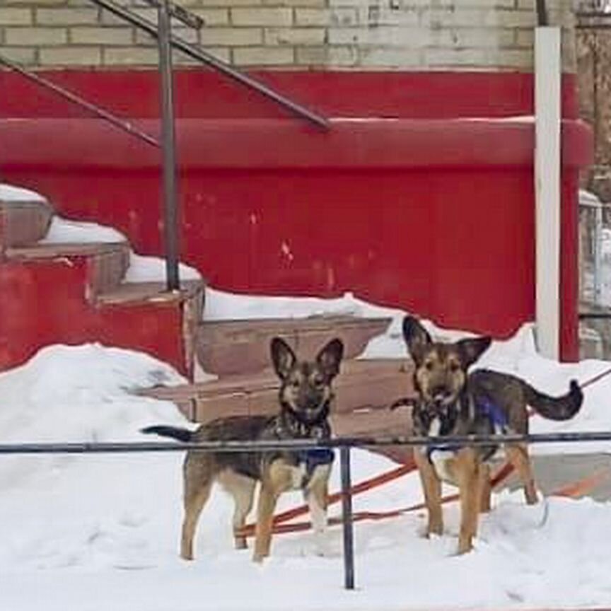 Девочки малышки