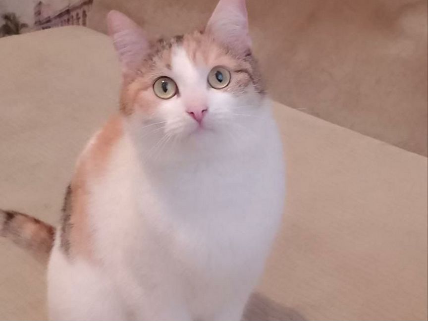 Трехцветная кошечка в дар