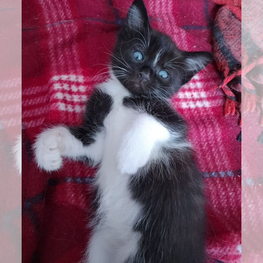 Котенок черно былый "Персик"