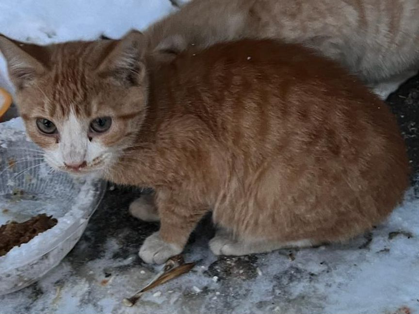 Солнечный рыжий котёнок пропадает на улице