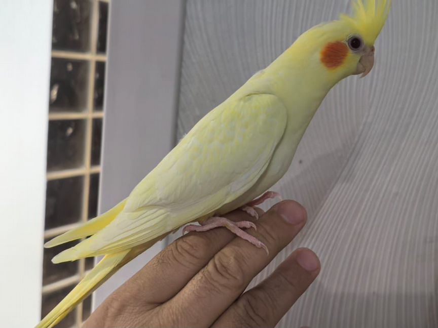 Попугай корелла. Птенцы 3 месяца