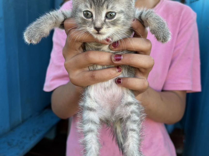 Котенок