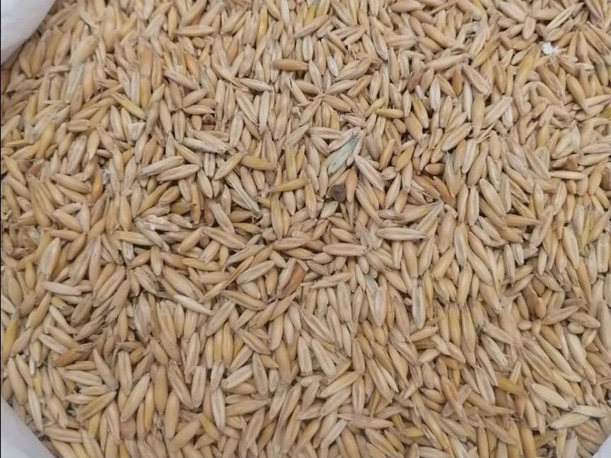 Кормовой овёс, Просо на корм/посев