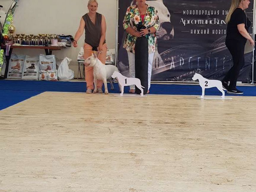 Вязка бультерьер стандарт