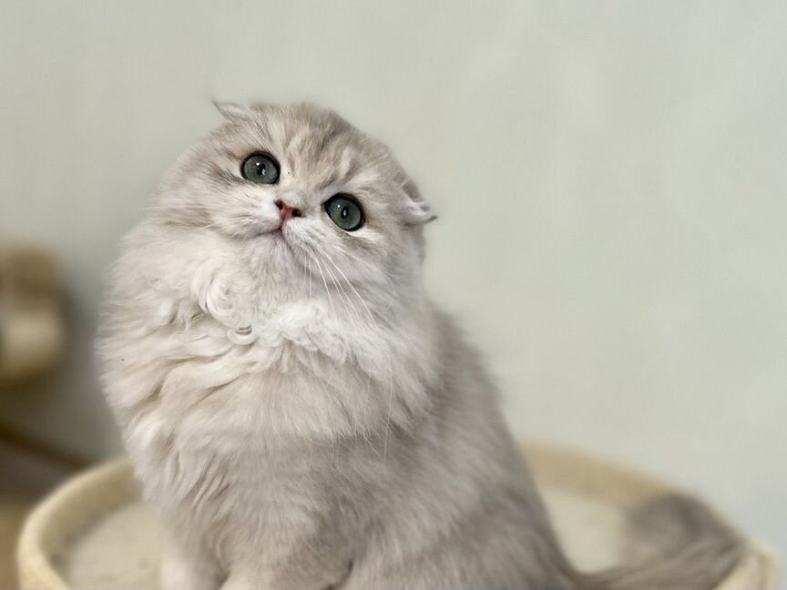 Шотландская вислоухая кошечка