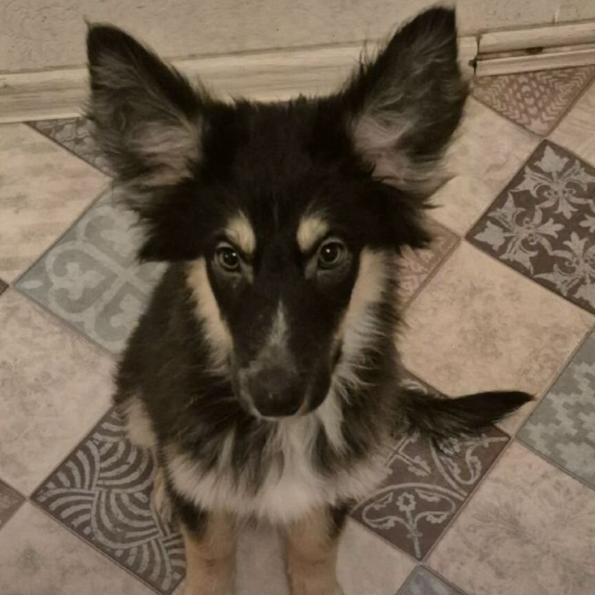 Щенок в добрые руки