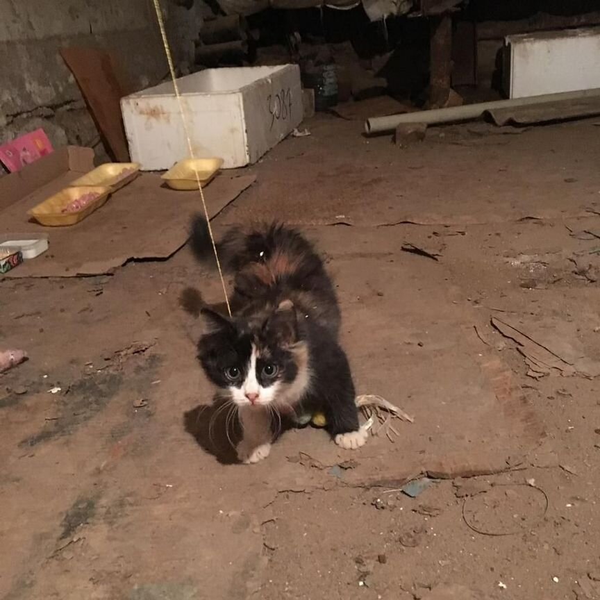 Котенок 2 месяца одна в подвале выживает
