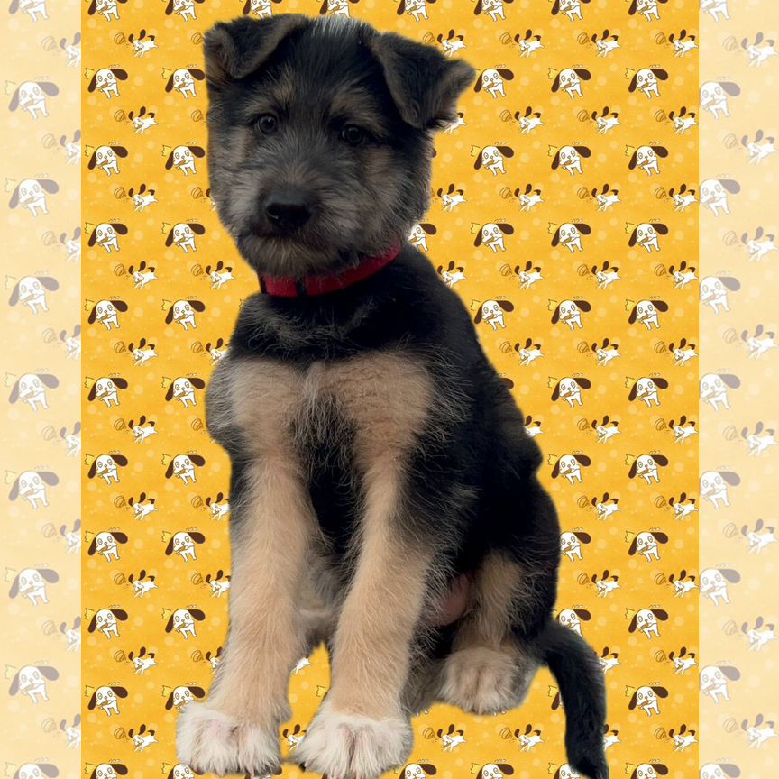 Щенок в добрые руки