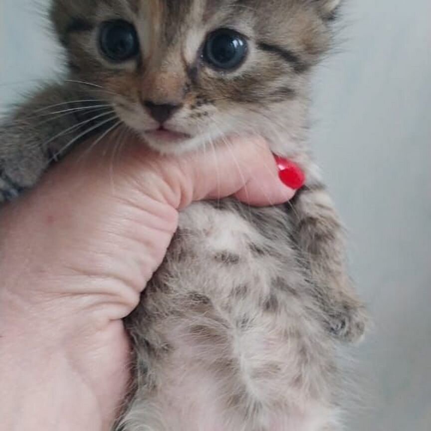 Отдам котят в хорошие руки