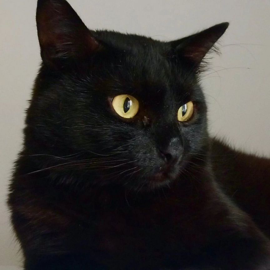 Кот