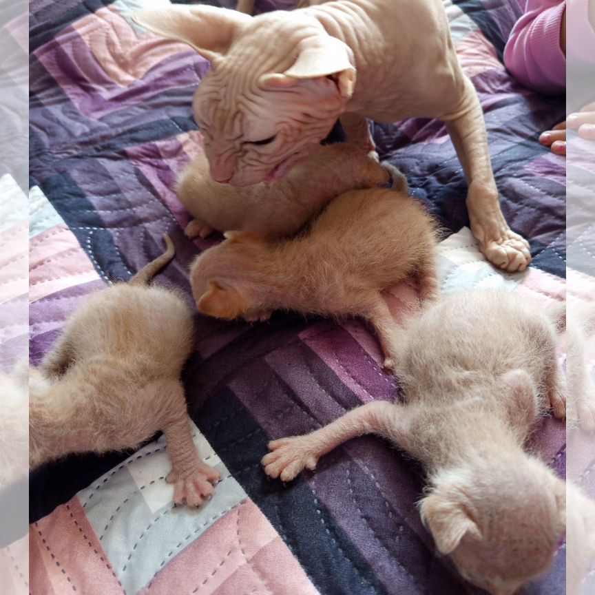 Котята сфинкс браш