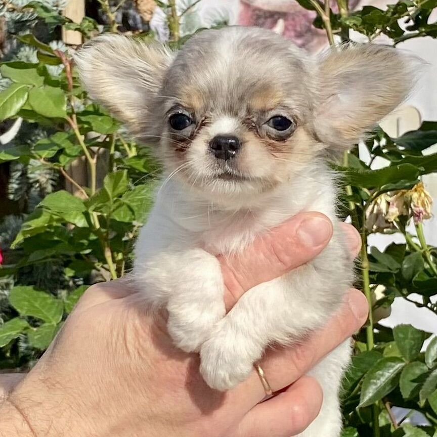 Чихуахуа, мраморный дш мальчик