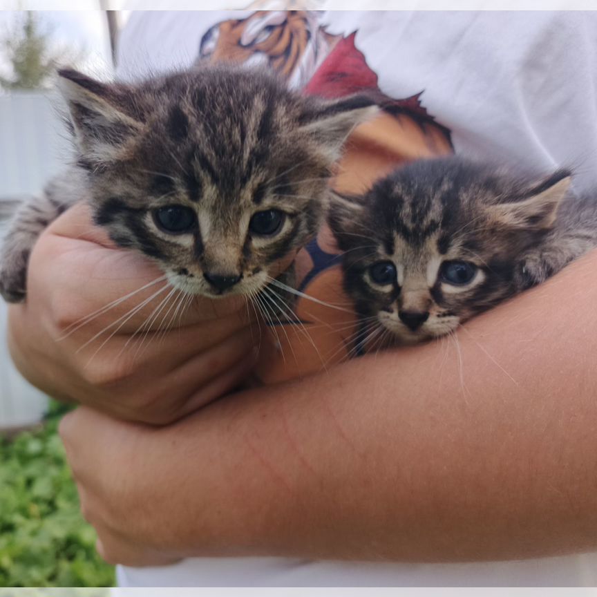 Котята в добрые руки