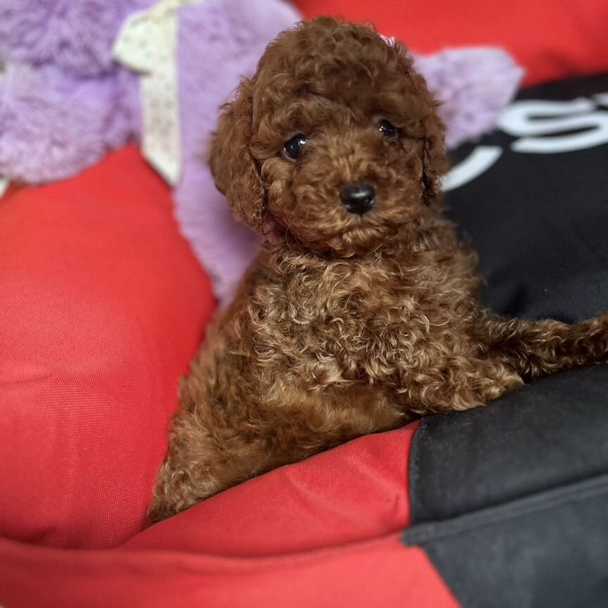 Теддики китайский той пудель