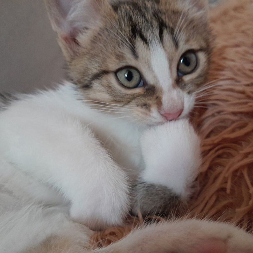 Котята