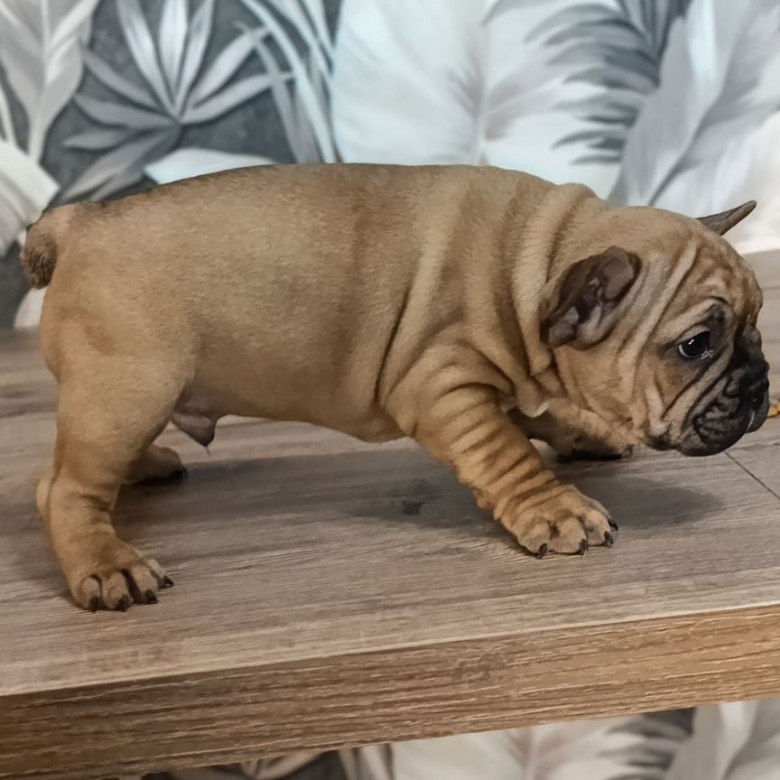 Французский бульдог, щенок