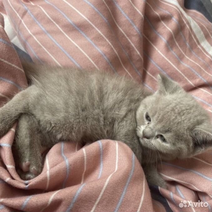 Шотландский котёнок, плюшевый