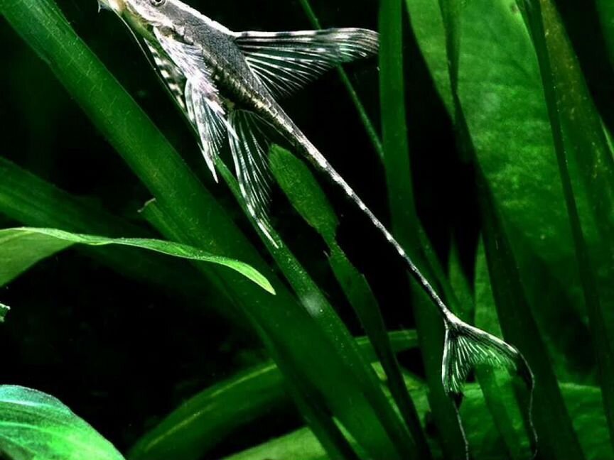 Стурисома панамская