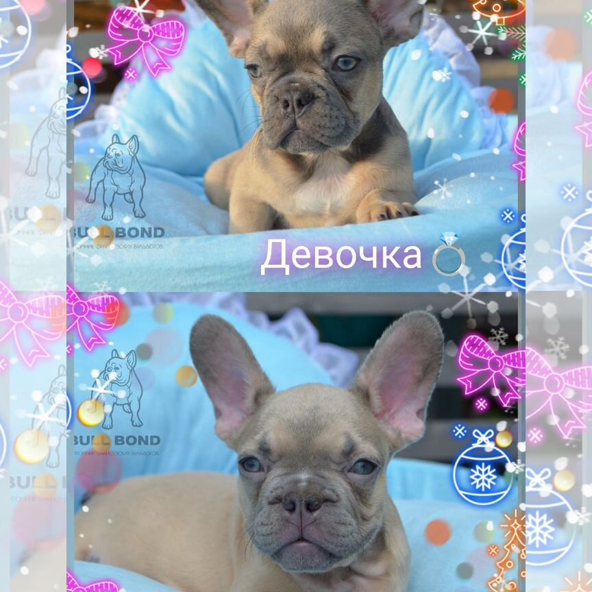 Французский бульдог, щенок