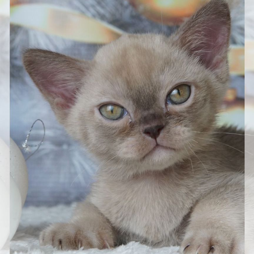 Европейский бурманский котёнок