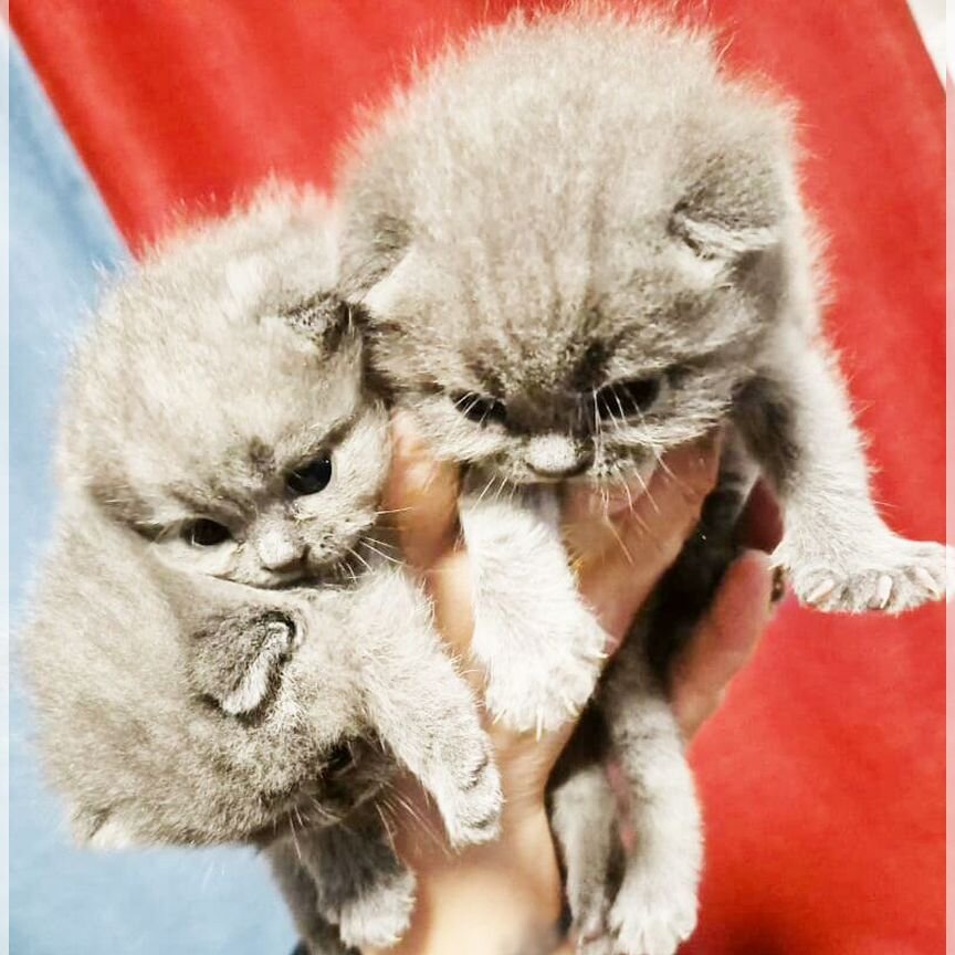 Шотландский вислоухий короткошёрстный котёнок