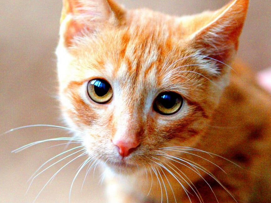 Рыжий котенок в добрые руки бесплатно